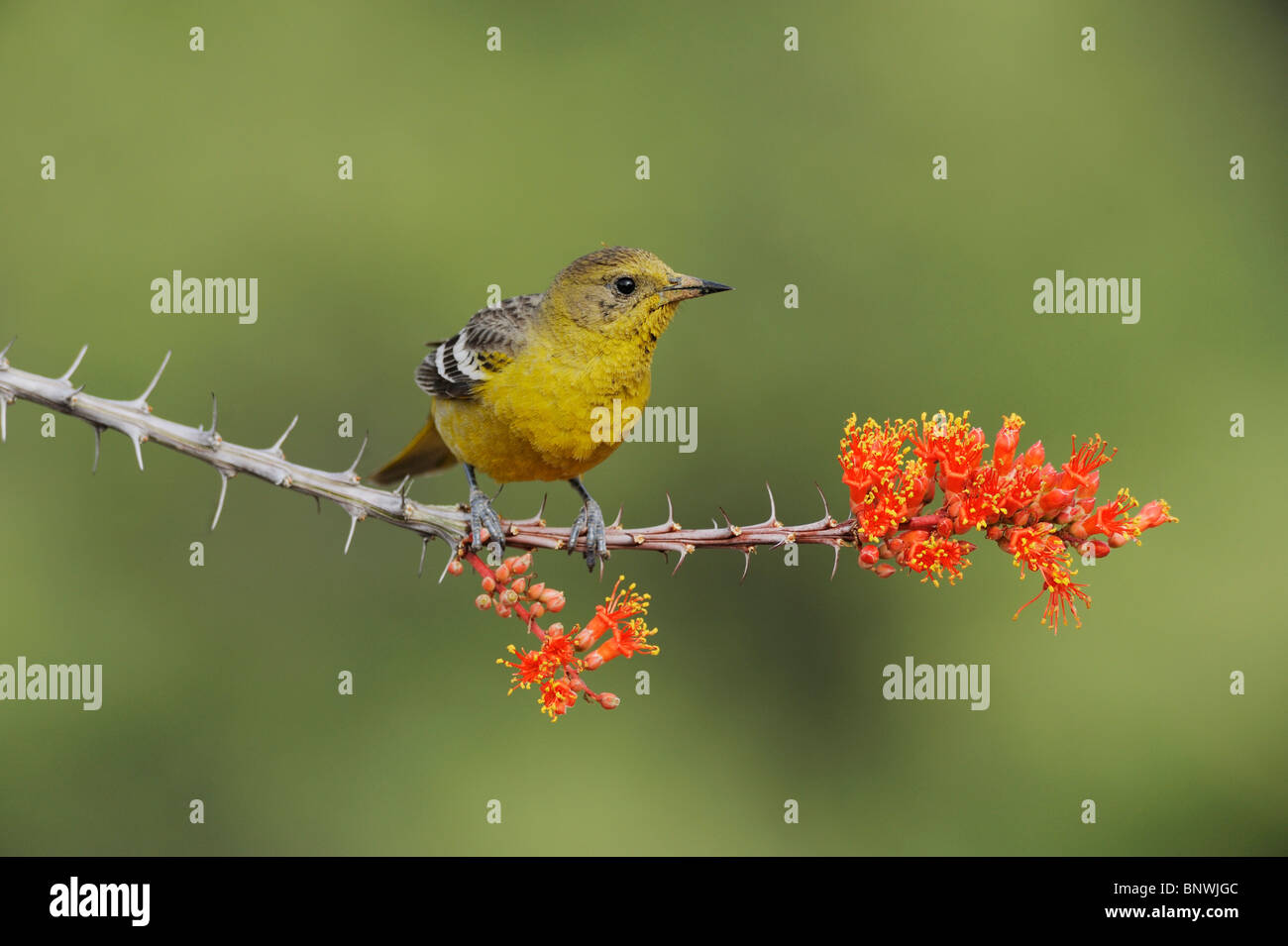 Scott's Oriole (Icterus parisorum), female feeding on blooming Ocotillo ...