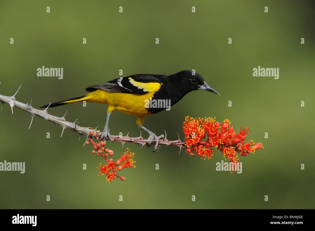 Scott's Oriole (Icterus parisorum), male feeding on blooming Ocotillo ...