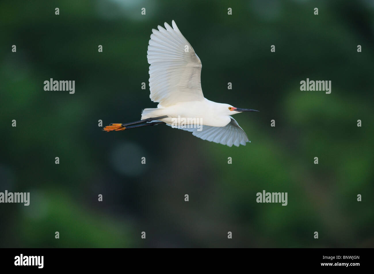 Snowy Egret (Egretta thula), adult in flight, Fennessey Ranch, Refugio ...