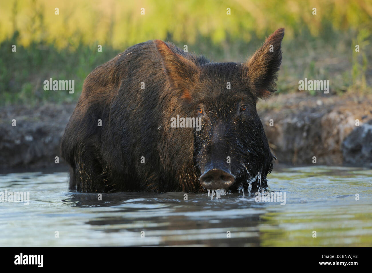 Feral Pig (Sus scrofa), mother with young drinking from pond, Fennessey ...