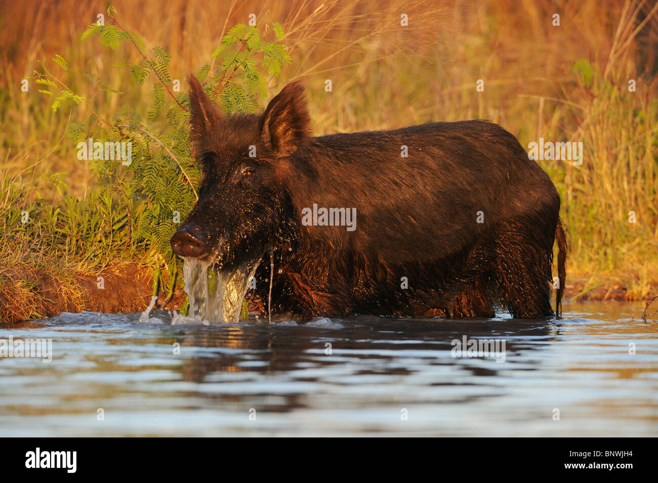 Feral Pig (Sus scrofa), adult drinking from pond, Fennessey Ranch ...