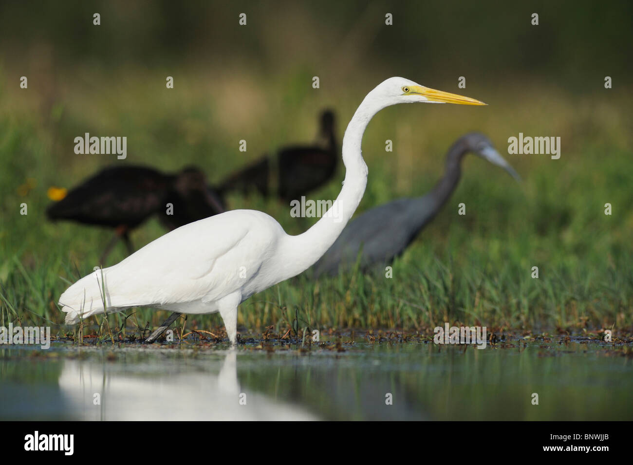 Great Egret ( Ardea alba),adult among other waders, Fennessey Ranch ...