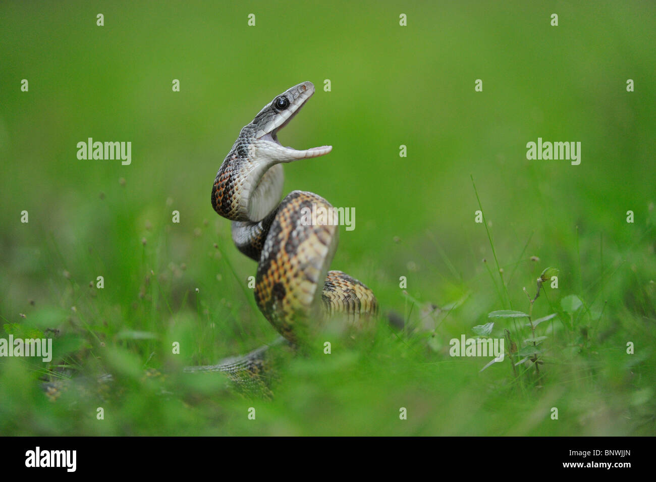 Texas Rat Snake (Elaphe obsoleta lindheimeri), adult in defense posture ...