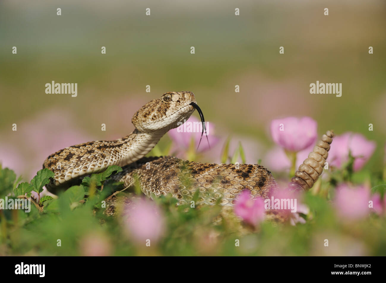 Crotalus Atrox Striking