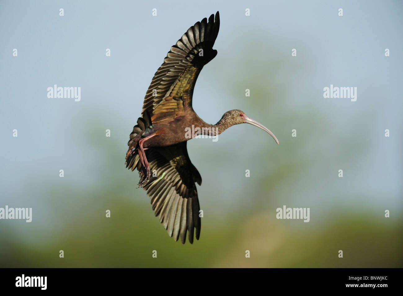 White-faced Ibis (Plegadis chihi), adult in flight, Fennessey Ranch ...