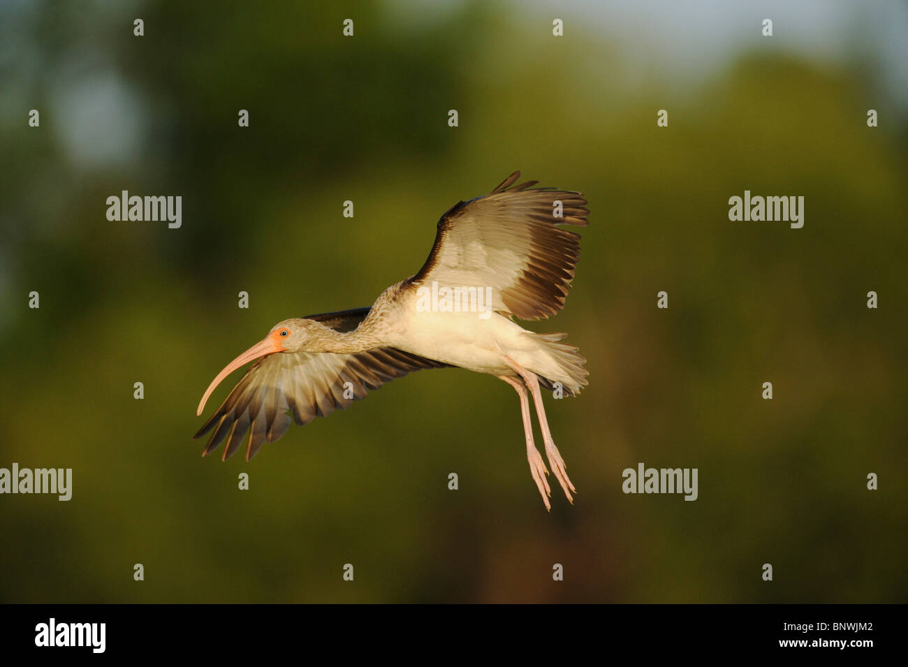 White Ibis (Eudocimus albus), immature in flight, Fennessey Ranch ...