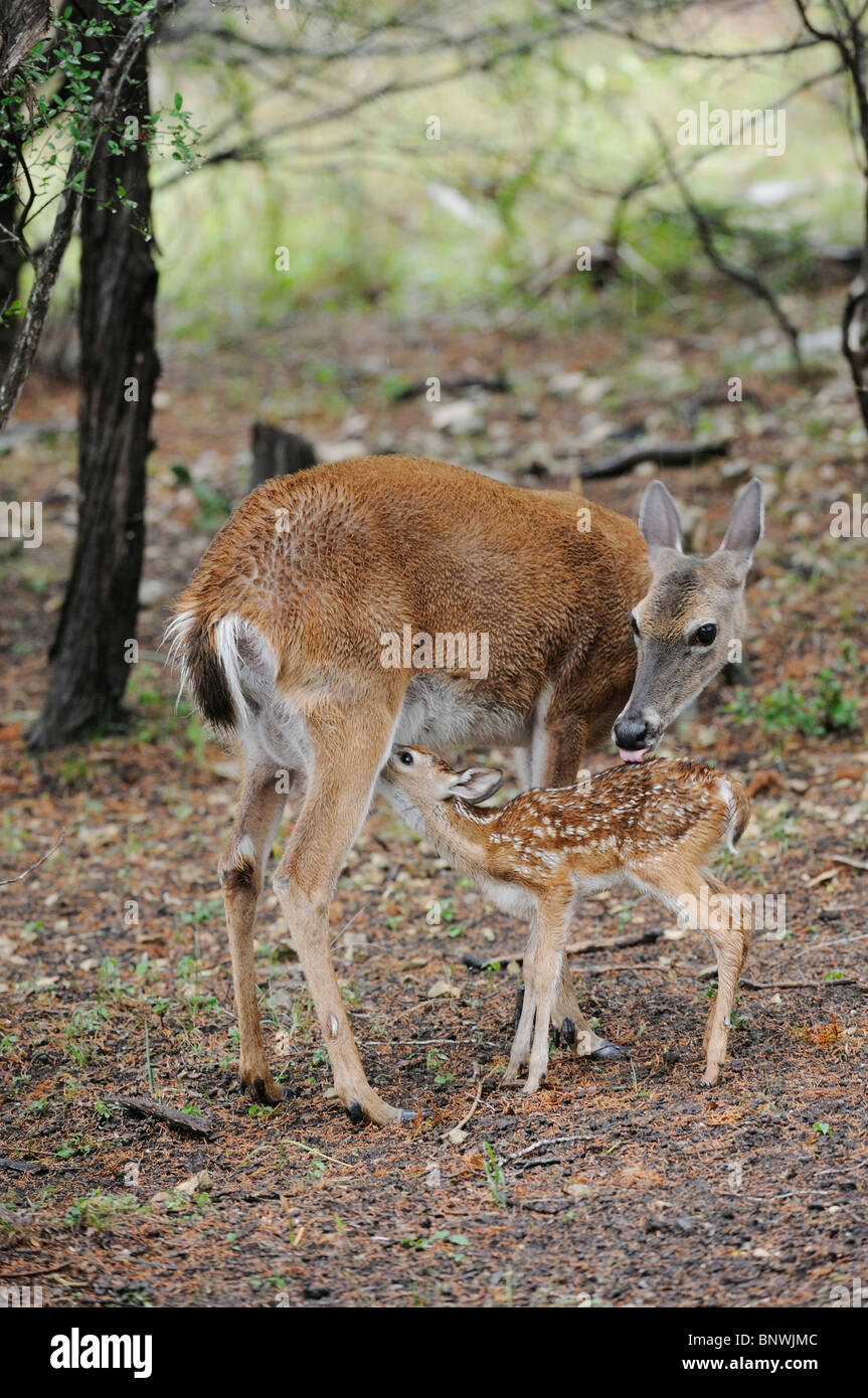 Deciduous Forest Baby Deer