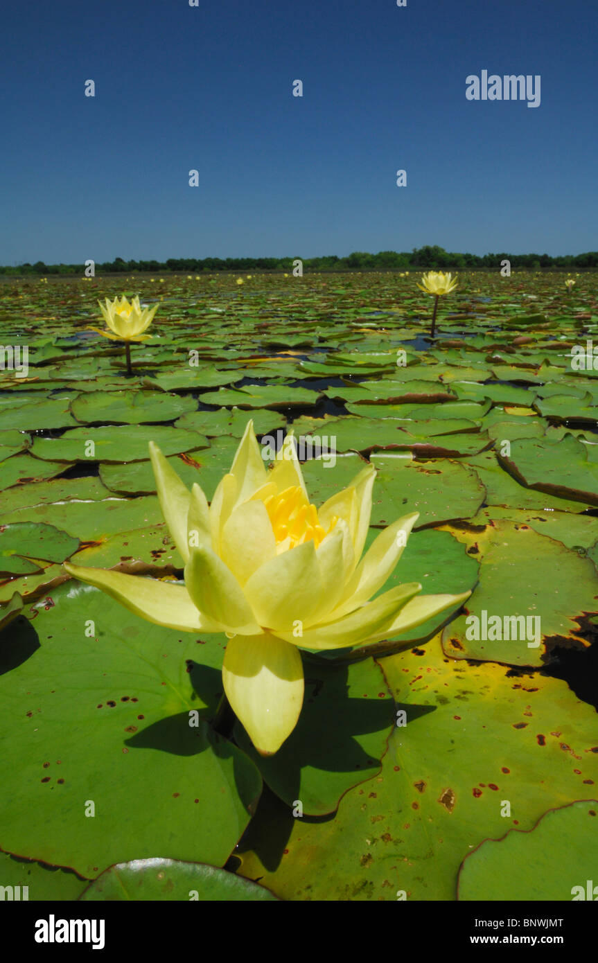 Yellow Waterlily (Nymphaea mexicana), blooming in lake, Fennessey Ranch ...