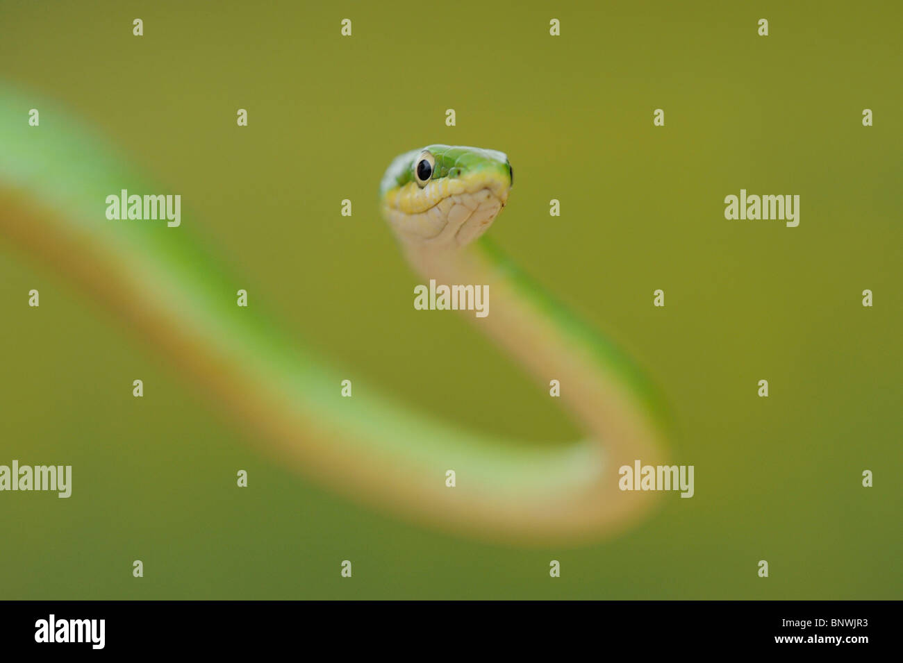 Snakes climbing hi-res stock photography and images - Alamy