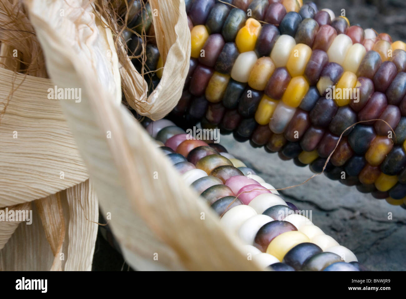 Varieties of corn hi-res stock photography and images - Alamy