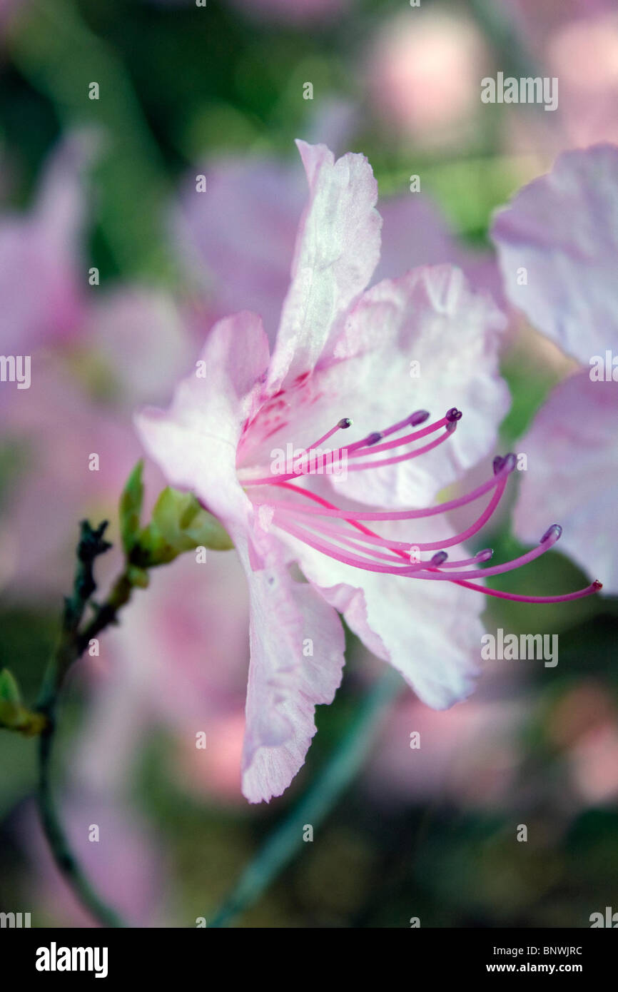 Shady position azelas are native to asia hi-res stock photography and ...