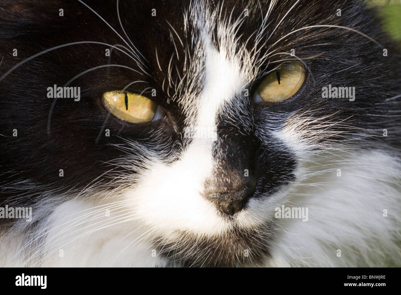 Close up on the face of a domestic black and white cat with focus ...