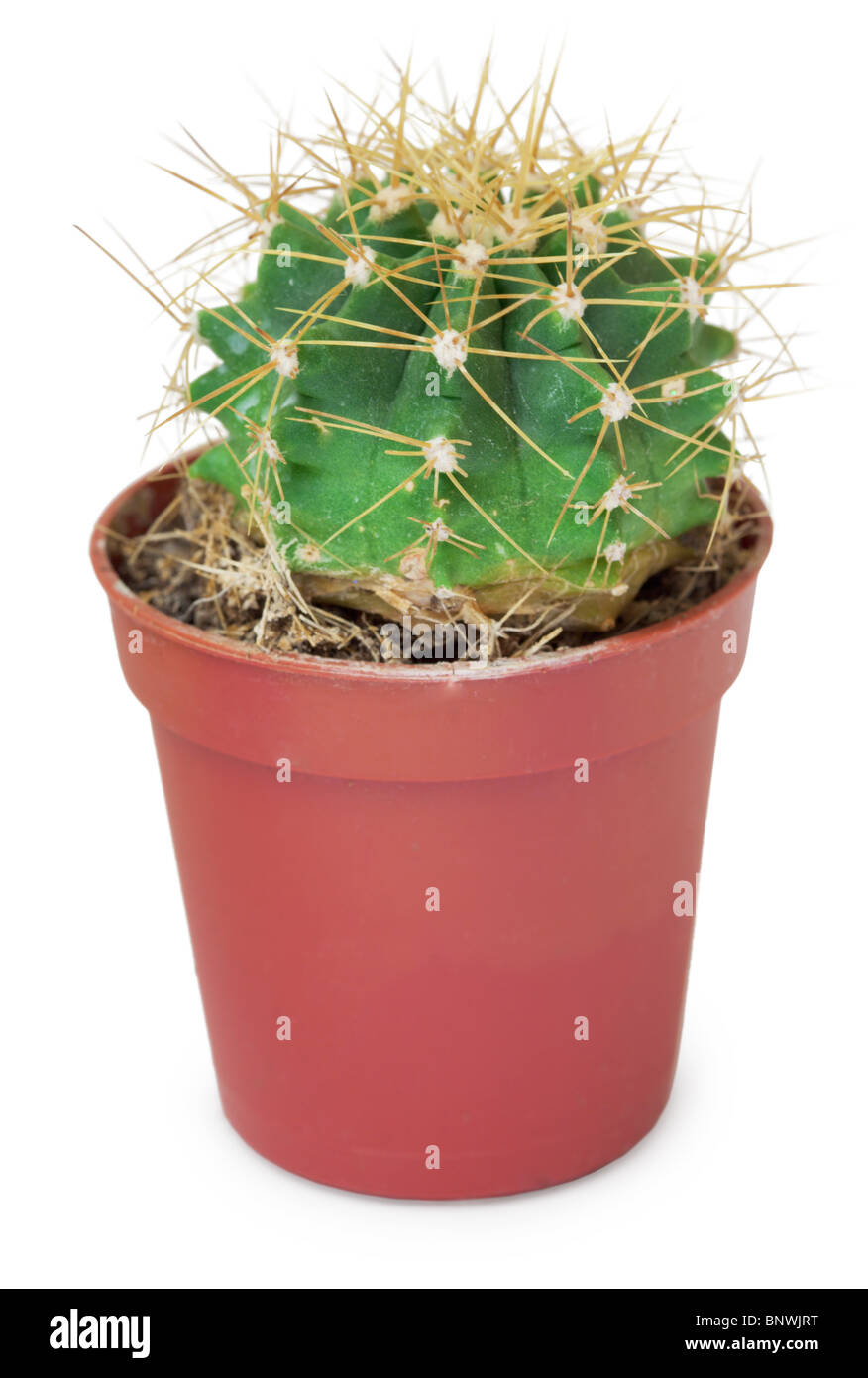 Round cactus hi-res stock photography and images - Alamy