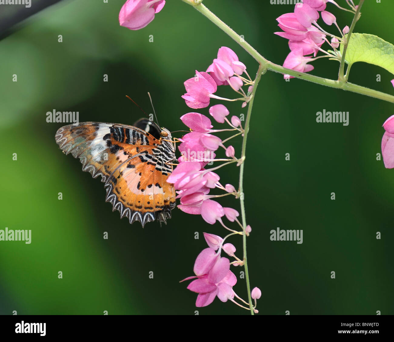 Malay lacewing butterfly on bougainvillea hi-res stock photography and ...