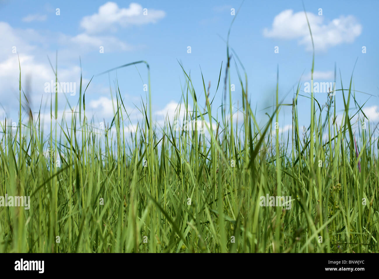 High dense grass against the blue sky with clouds Stock Photo - Alamy