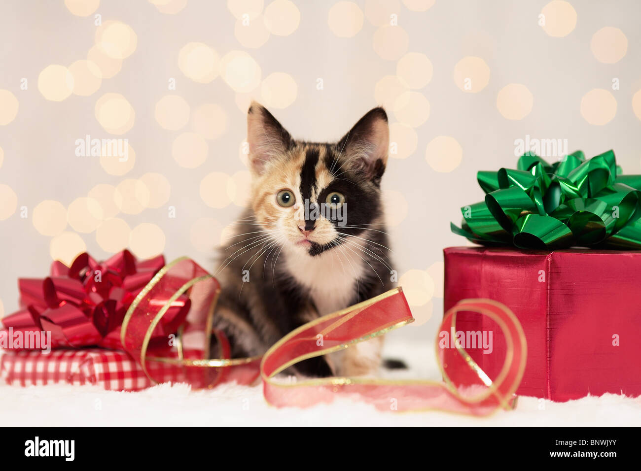 Holiday Kitten Stock Photo - Alamy