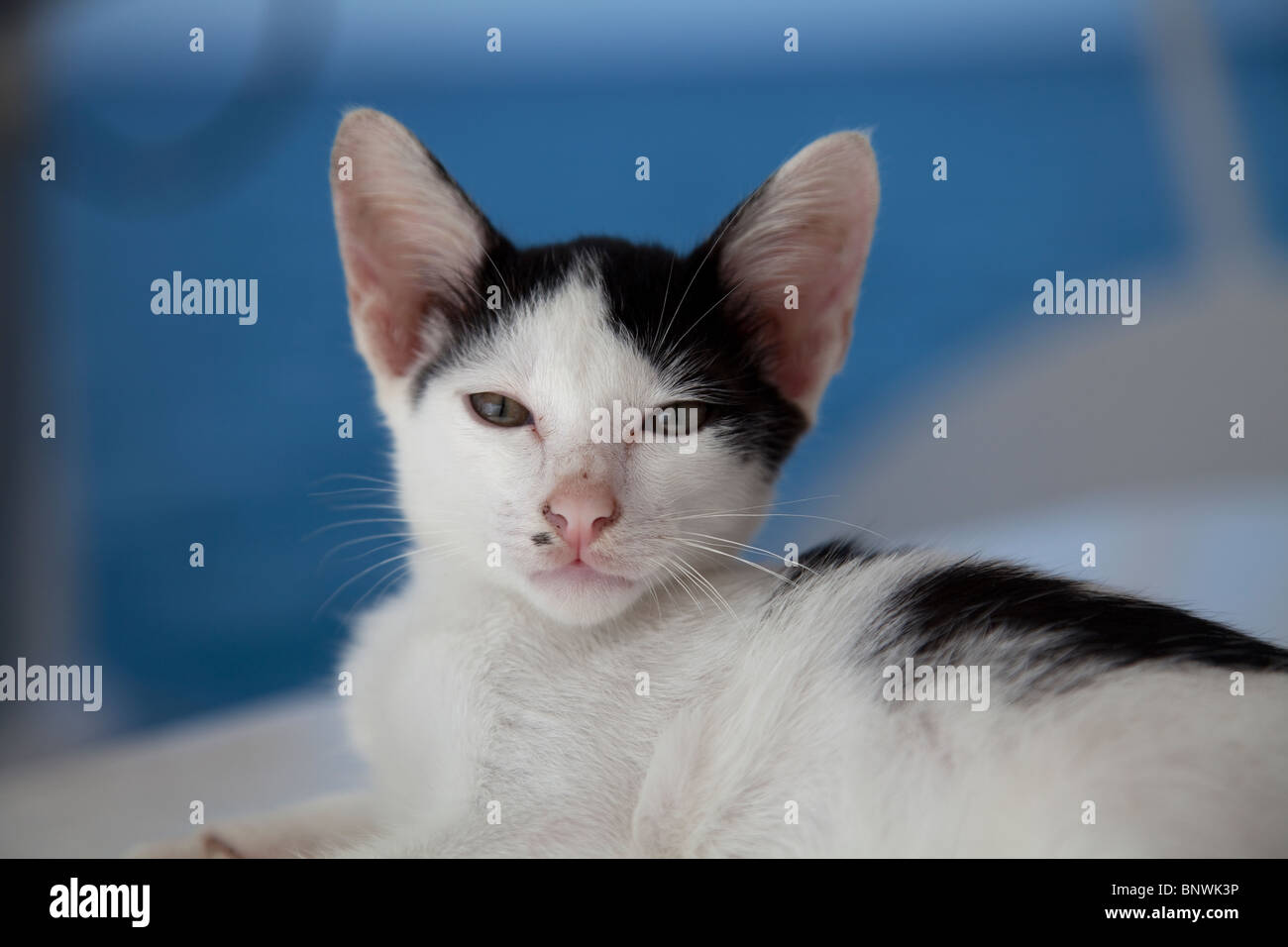 A small baby cat on a boat Stock Photo - Alamy