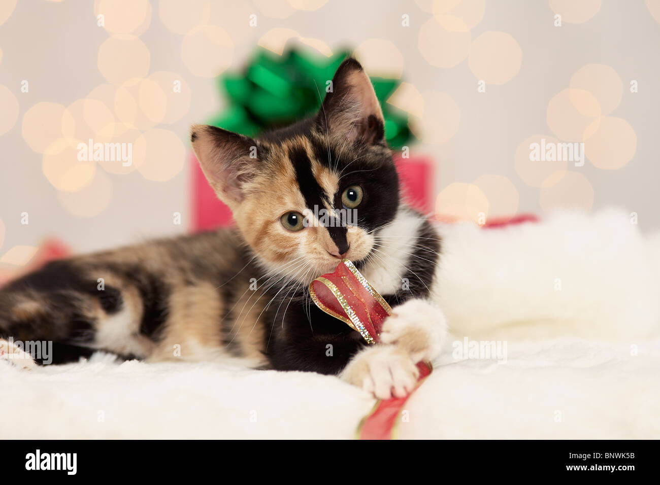 Holiday Kitten Stock Photo - Alamy