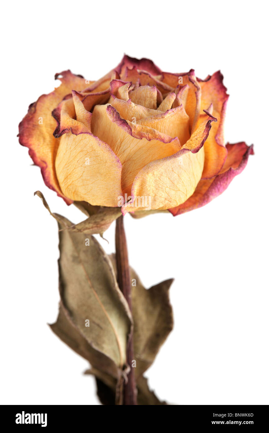 Single dry rose on a white background, isolated Stock Photo - Alamy