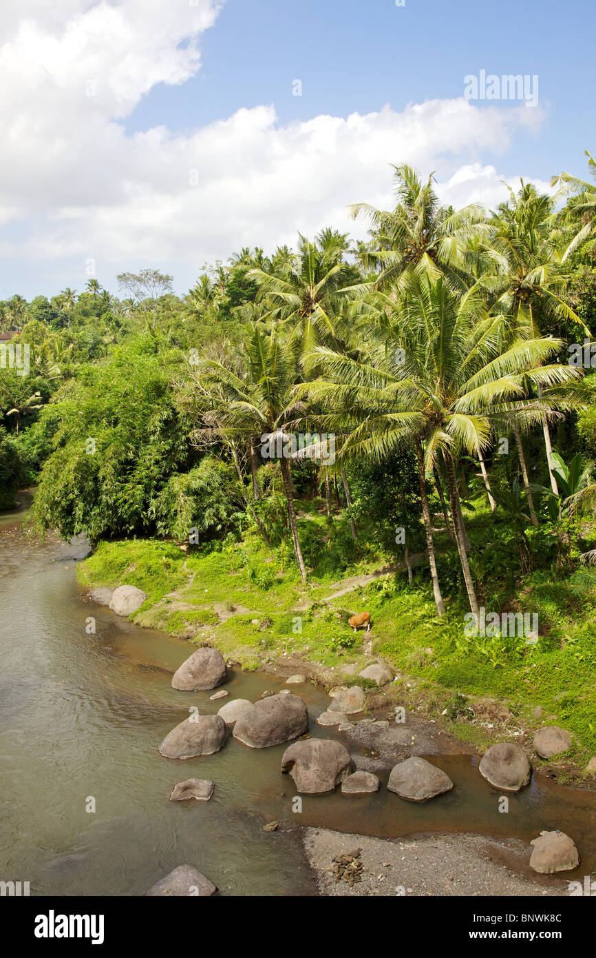 A river in Central Bali, Indonesia Stock Photo - Alamy