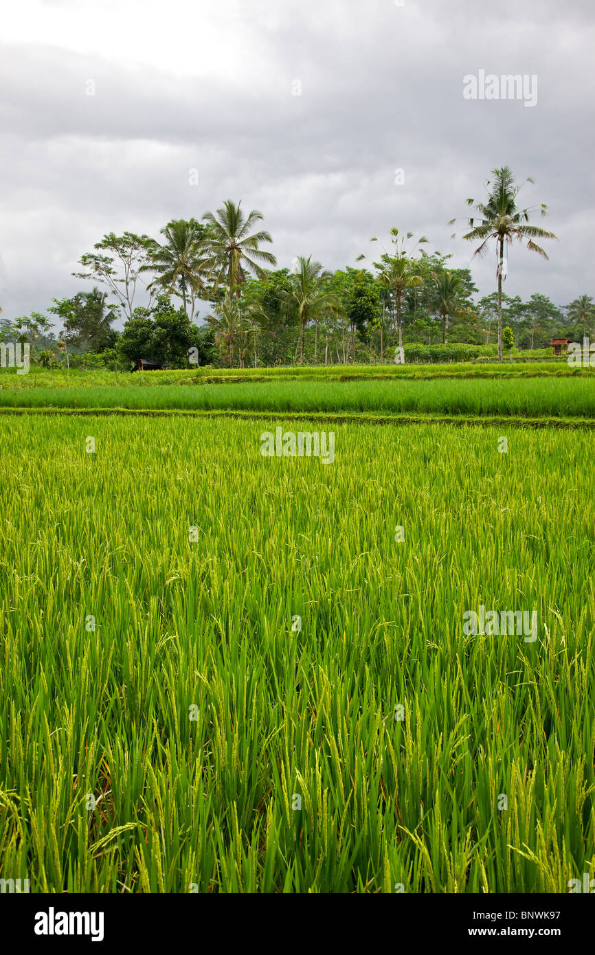 A rice paddy in the Central Highlands of the island of Bali, Indonesia ...