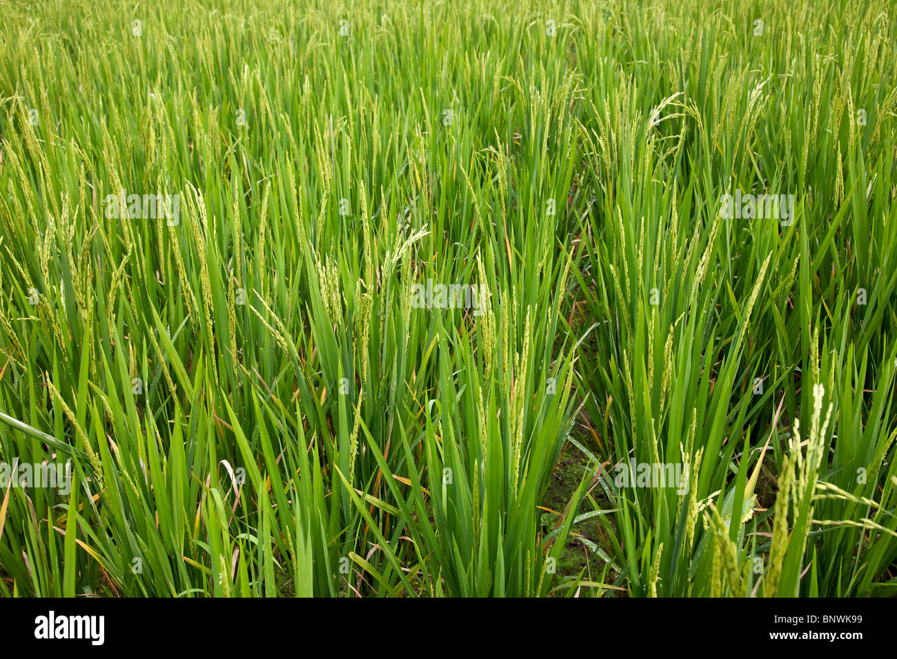 Rice growing in a paddy in the Central Highlands of the island of Bali ...