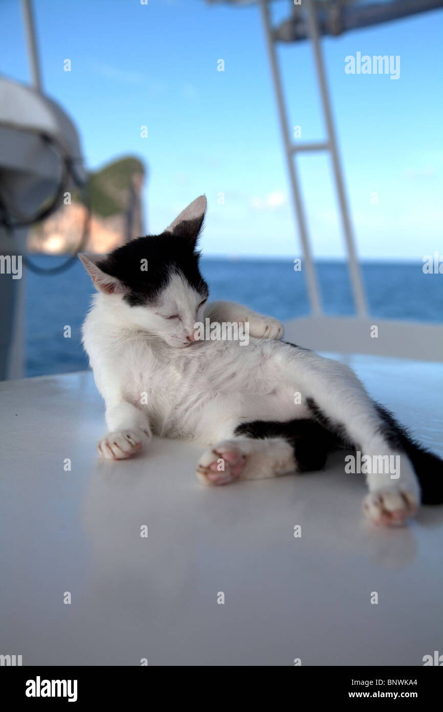 Tiny kitten on a boat Stock Photo - Alamy