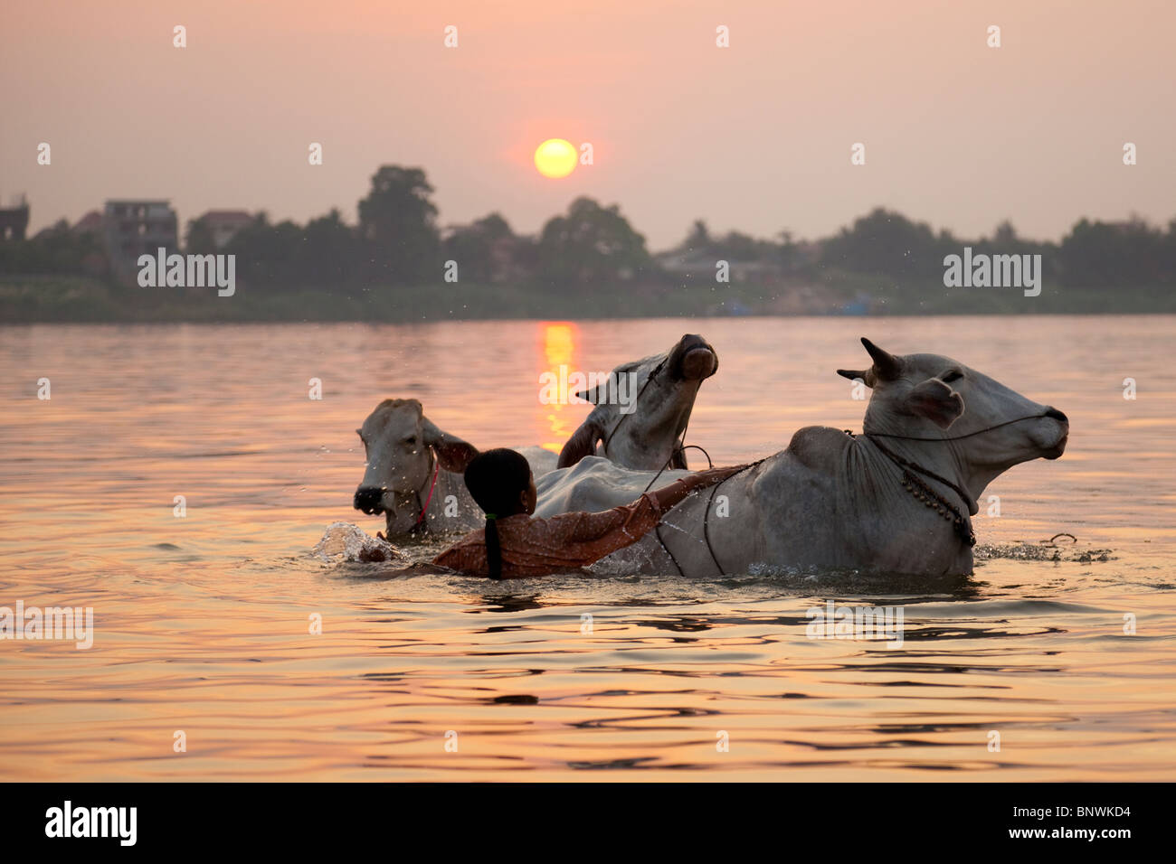 Girl bathing cows in the Mekong at sunset - Kandal Province, Cambodia ...