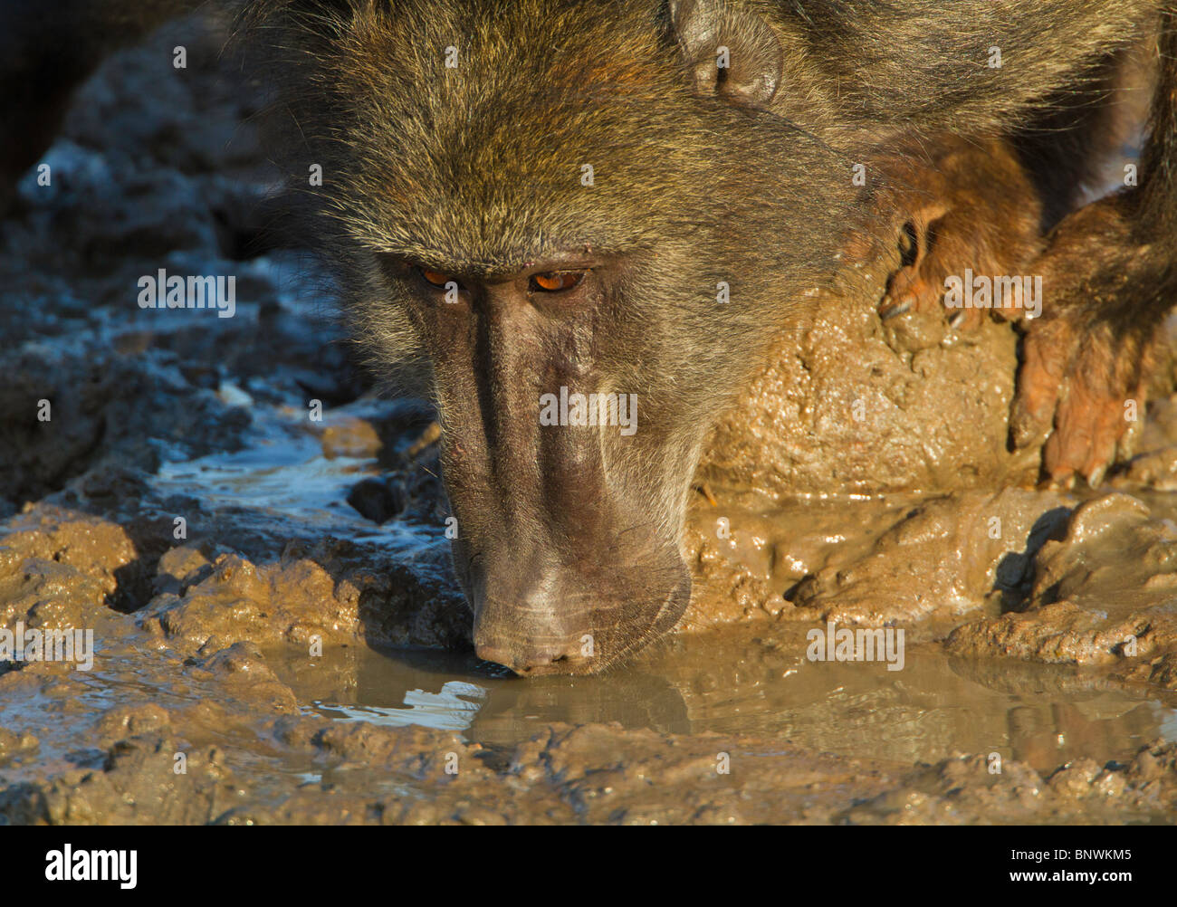 Drinking baboon hi-res stock photography and images - Alamy