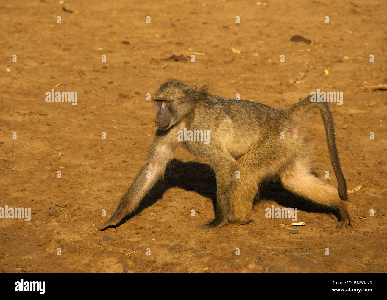Baboon running hi-res stock photography and images - Alamy