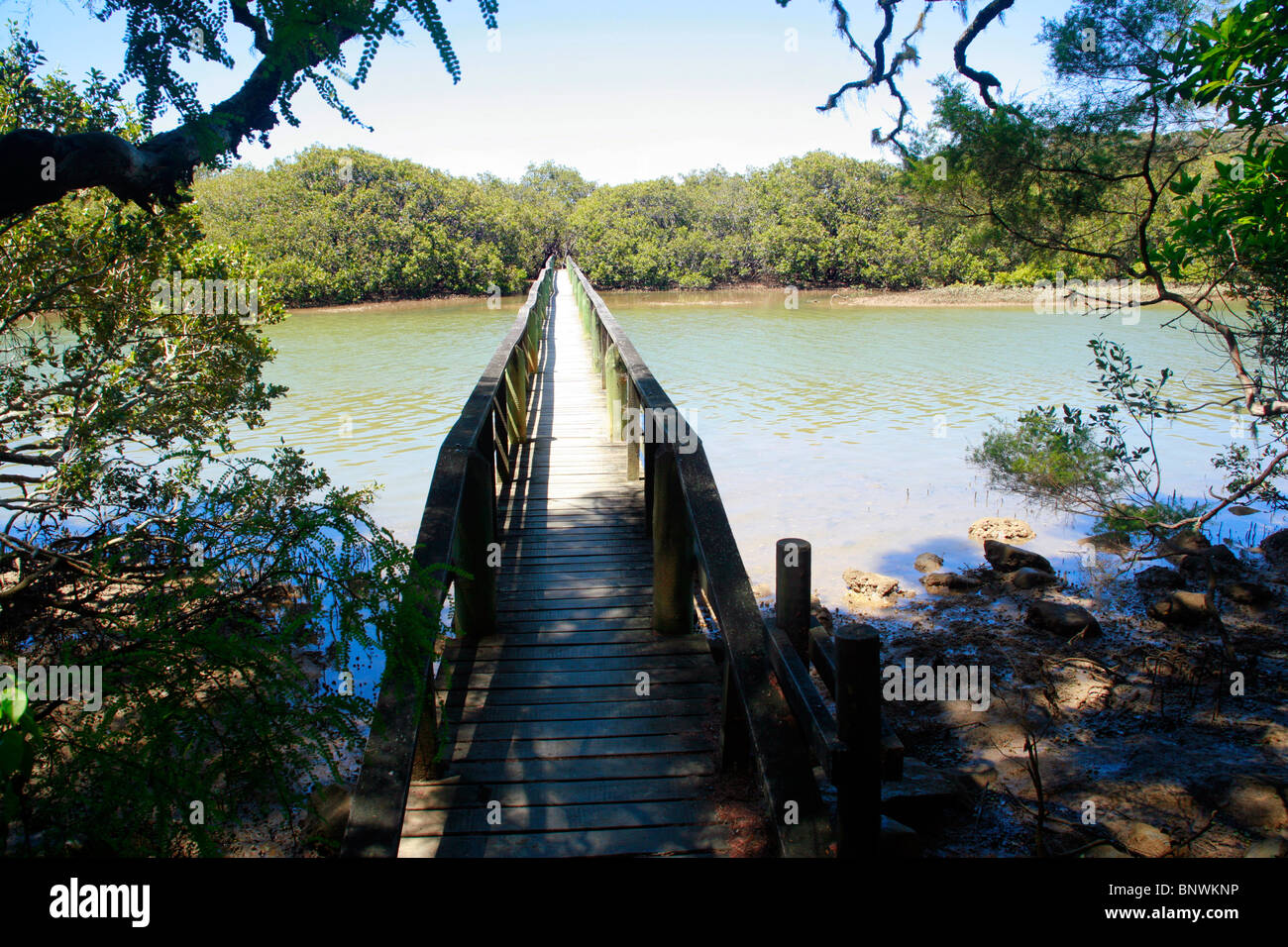 Wooden bridge through Mangroves, the Waitangi Treaty Grounds, near ...
