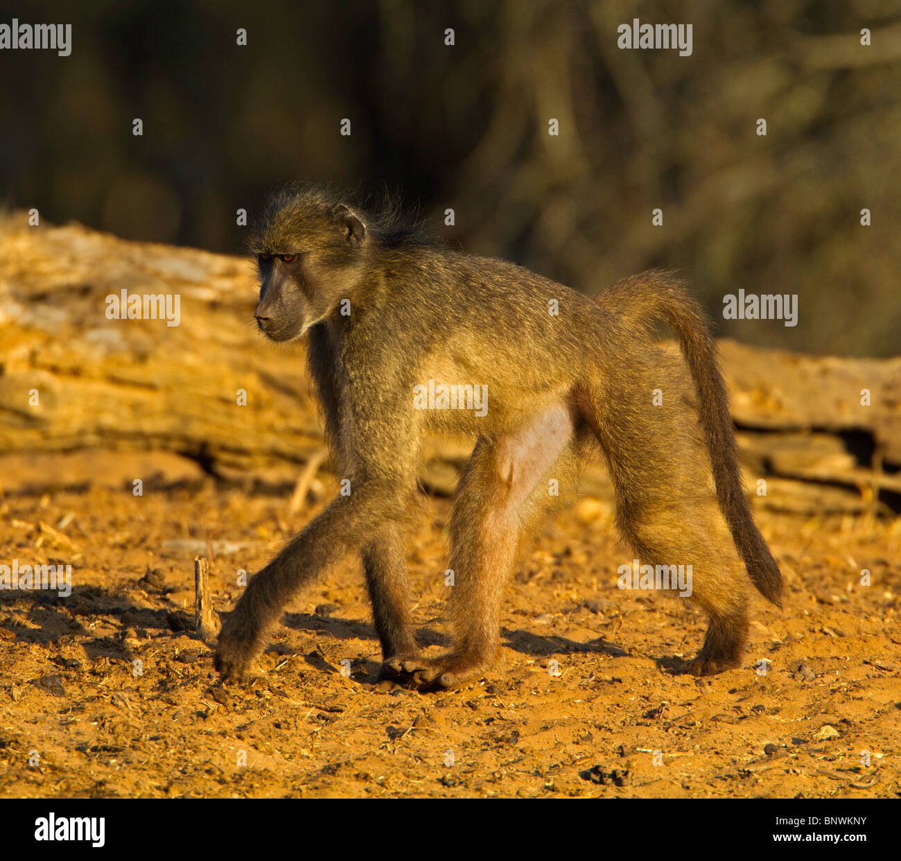 Baboon walking hi-res stock photography and images - Alamy