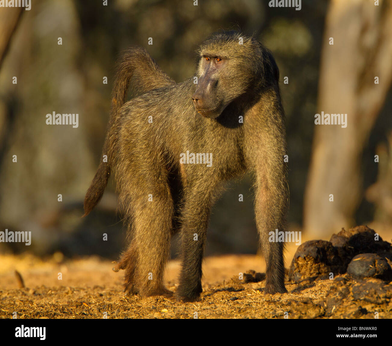 Baboon walking hi-res stock photography and images - Alamy