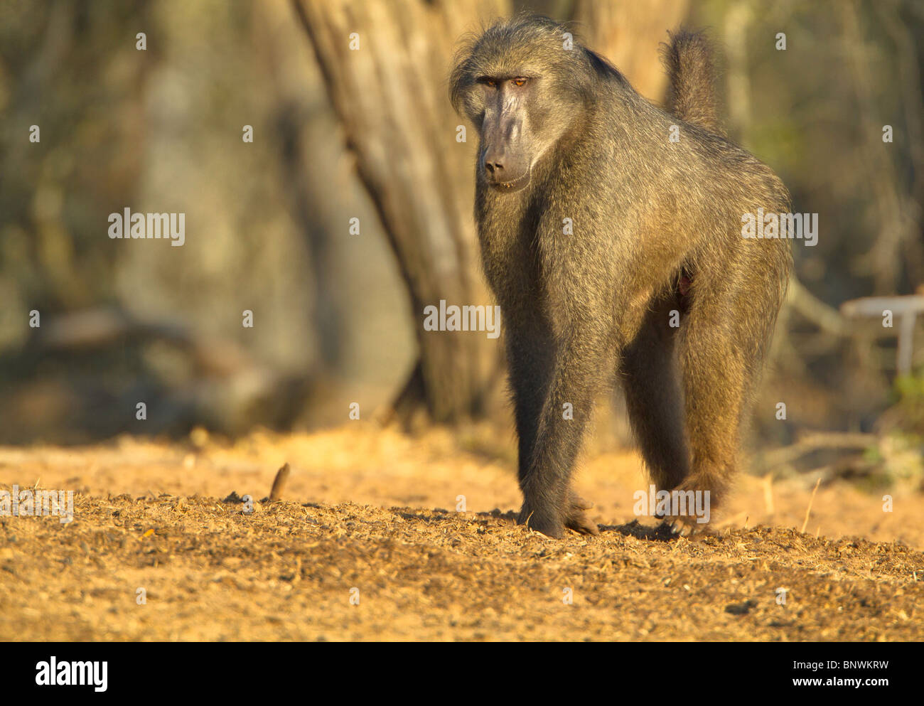 Walking baboon hi-res stock photography and images - Alamy
