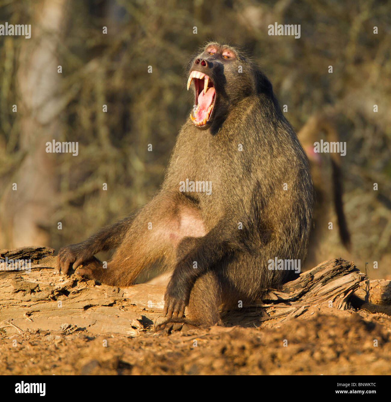 Olive Baboon Teeth