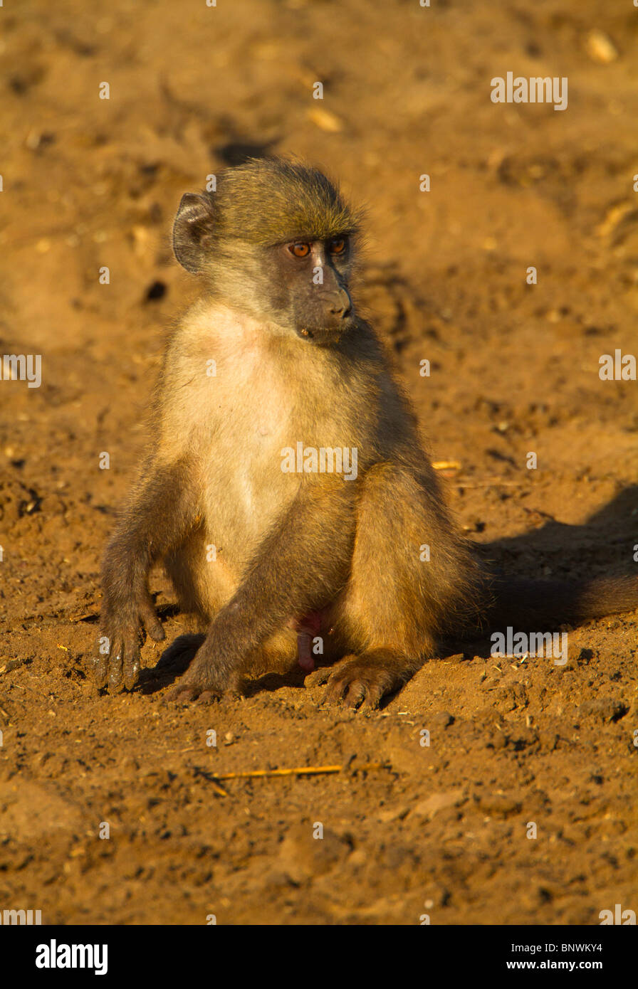 Baboon young hi-res stock photography and images - Alamy