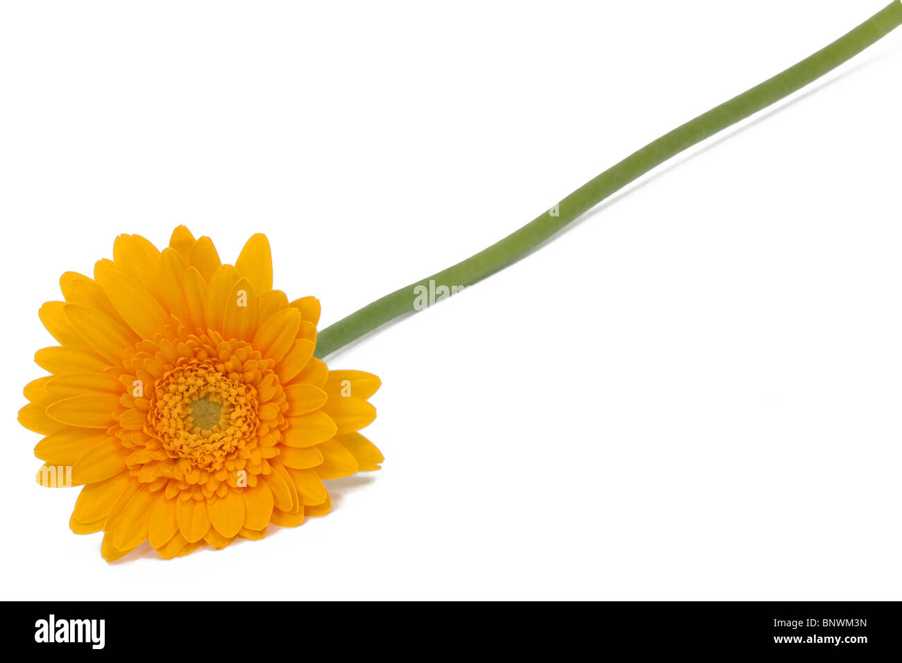 Yellow daisy flower isolated on a clean white background Stock Photo ...