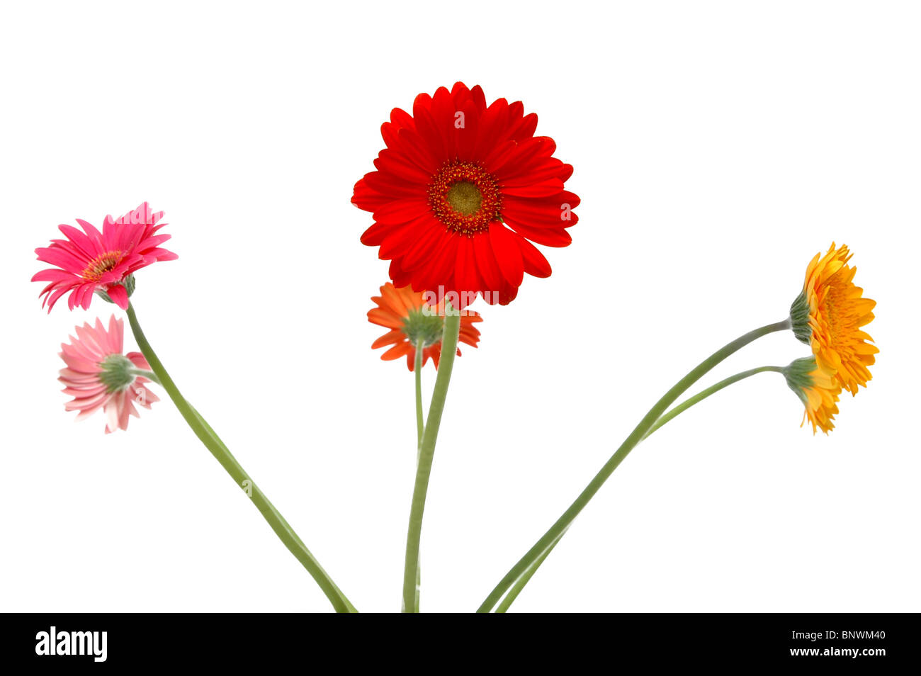 Six daisy flowers. Only the one in the middle is in focus. Isolated on ...