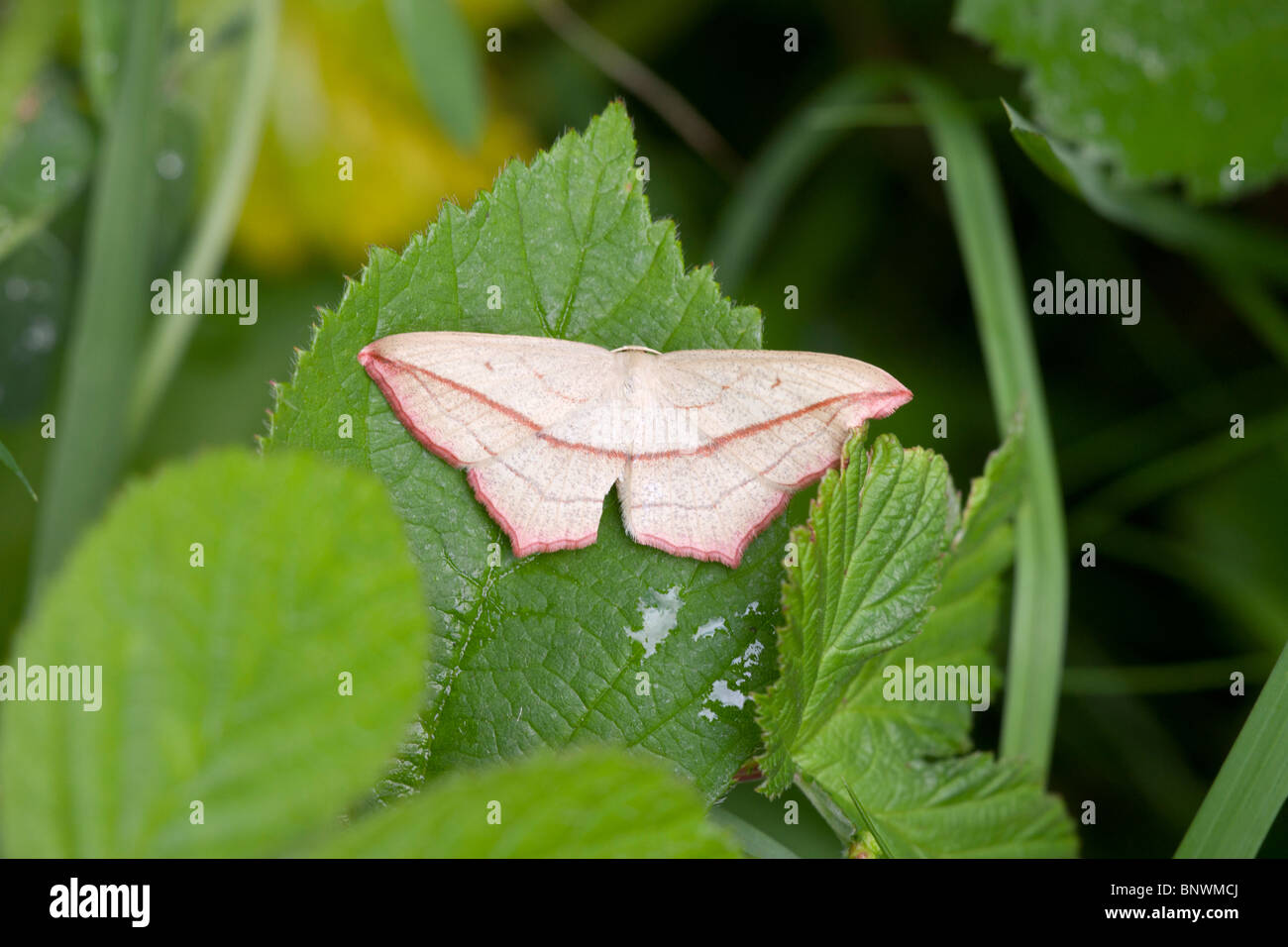 Blood vein moth timandra comae hi-res stock photography and images - Alamy