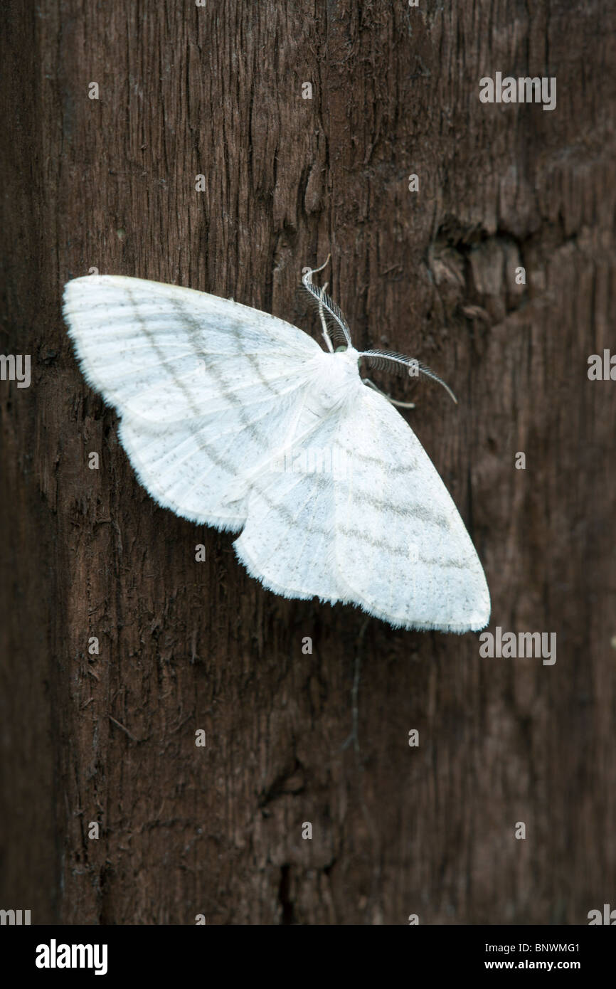 Common White Wave Cabera pusaria adult moth at rest on a wooden fence ...