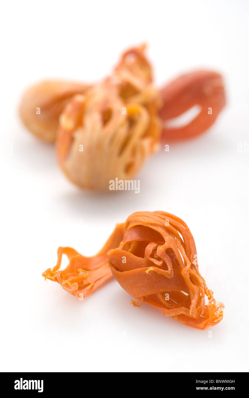 Dried Nutmeg mace in white background Stock Photo - Alamy