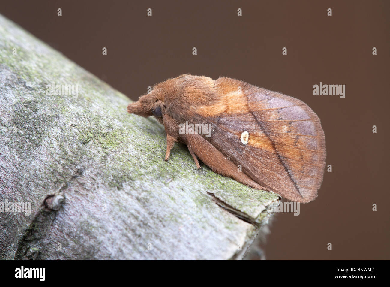 Drinker Philudoria potatoria adult male moth at rest on branch Stock ...