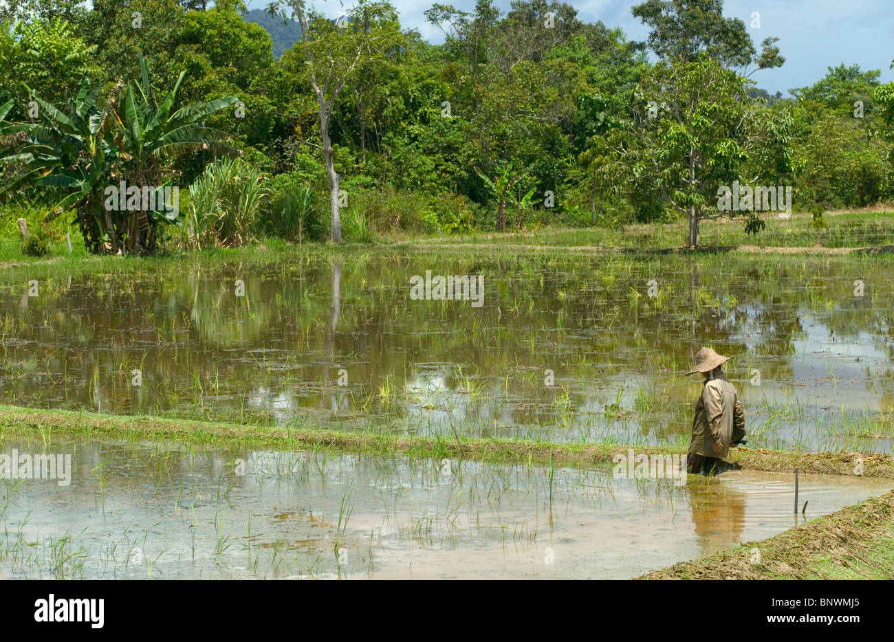 Man standing in rice paddy field hi-res stock photography and images ...
