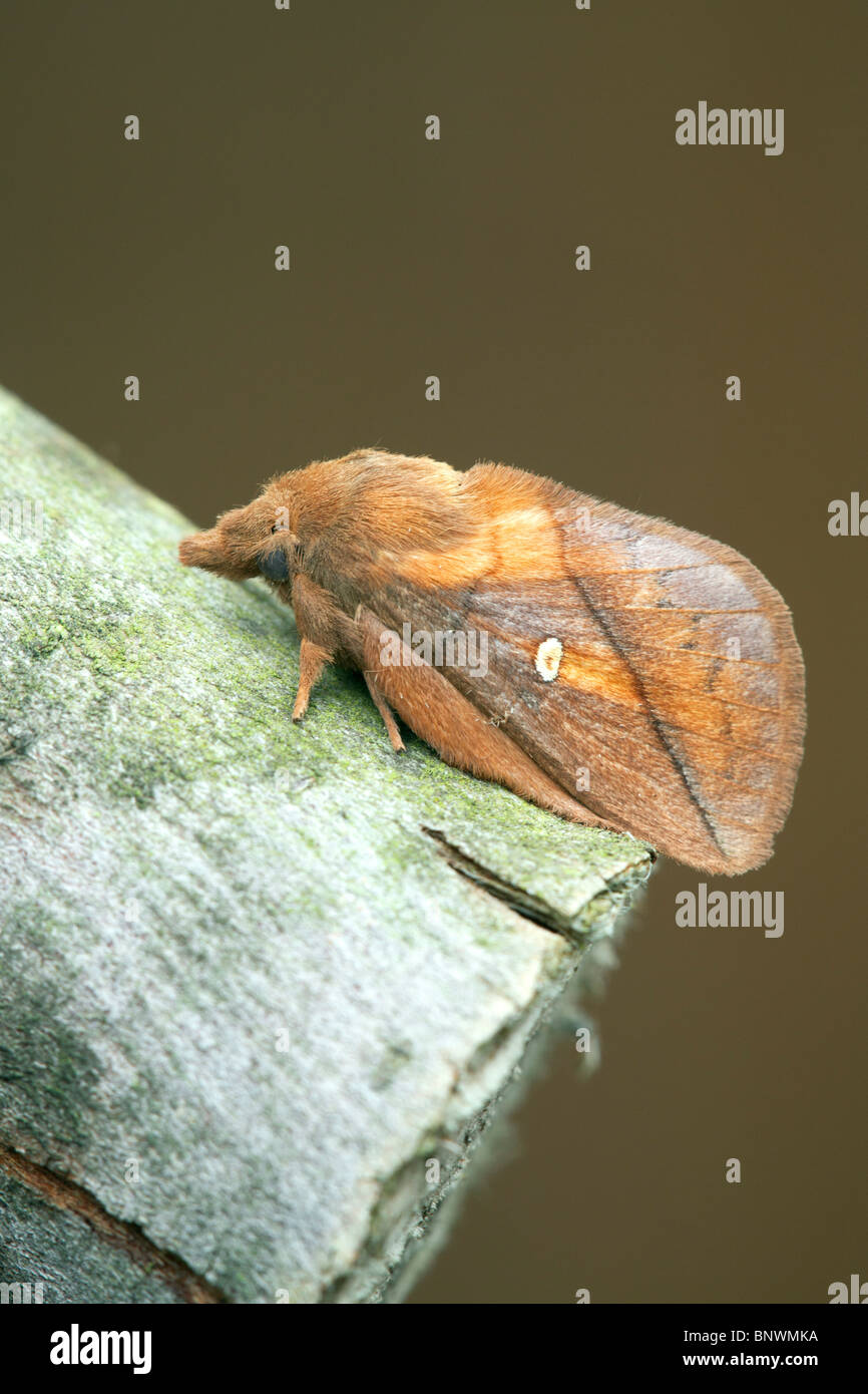 Drinker Philudoria potatoria adult male moth a rest on branch Stock ...
