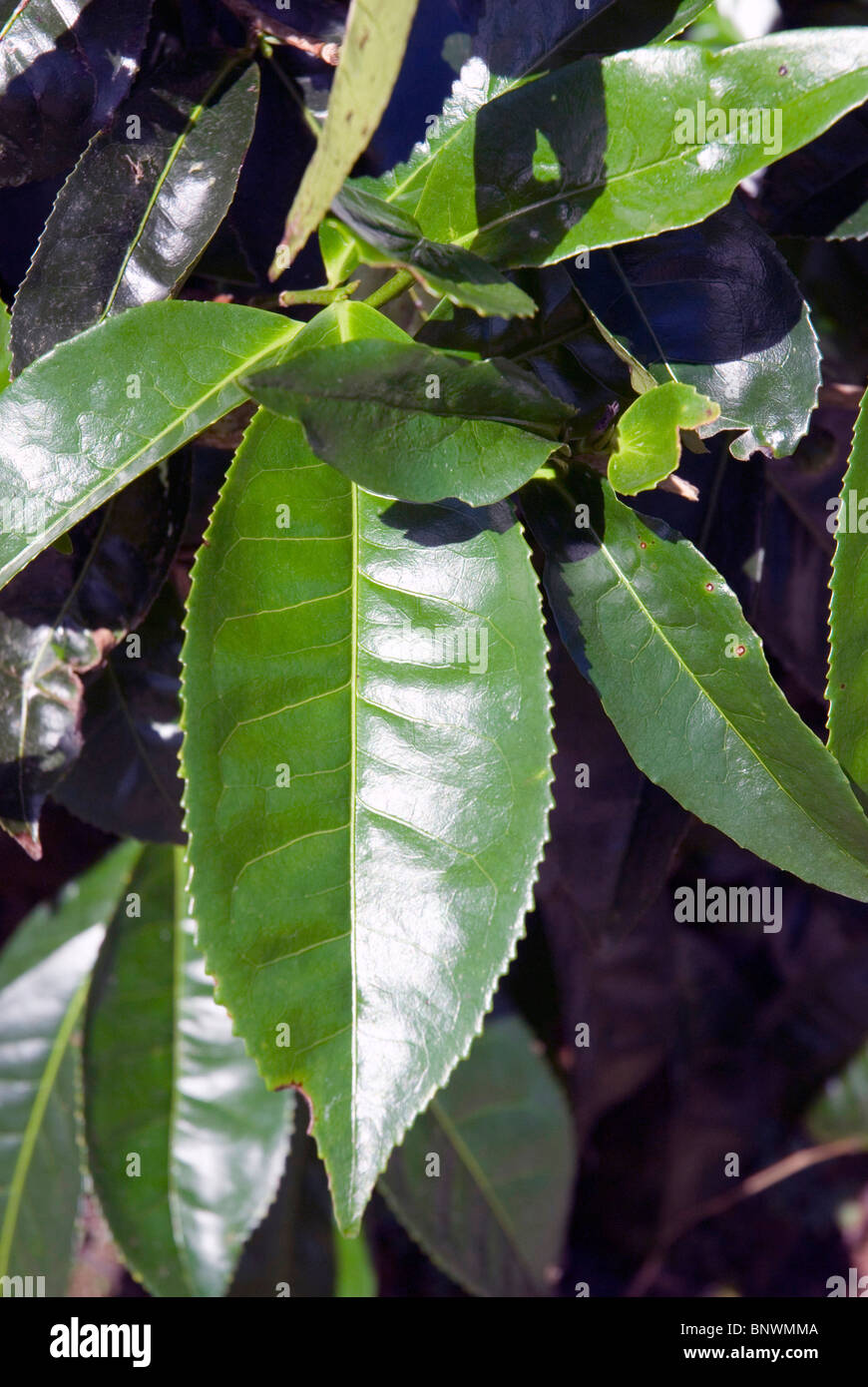 Palas leaf hi-res stock photography and images - Alamy