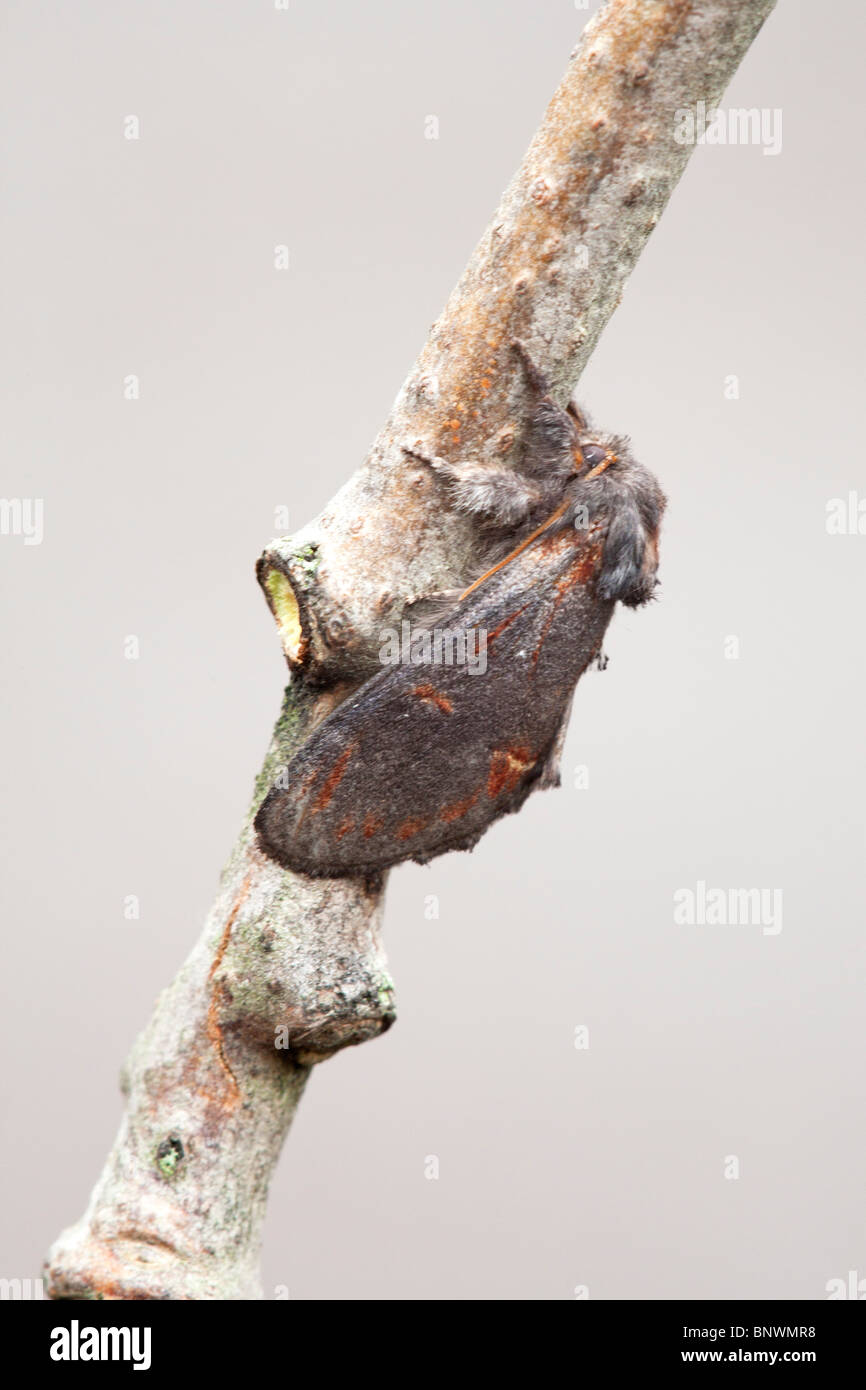 Iron Prominent Notodonta dromedarius adult moth at rest on a twig Stock ...