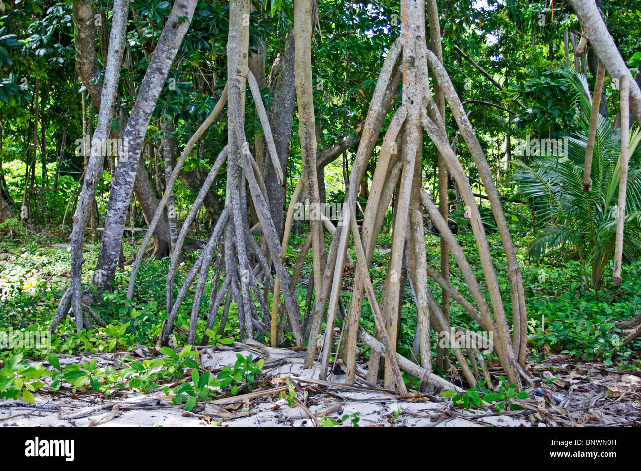 One pandanus tree hi-res stock photography and images - Alamy