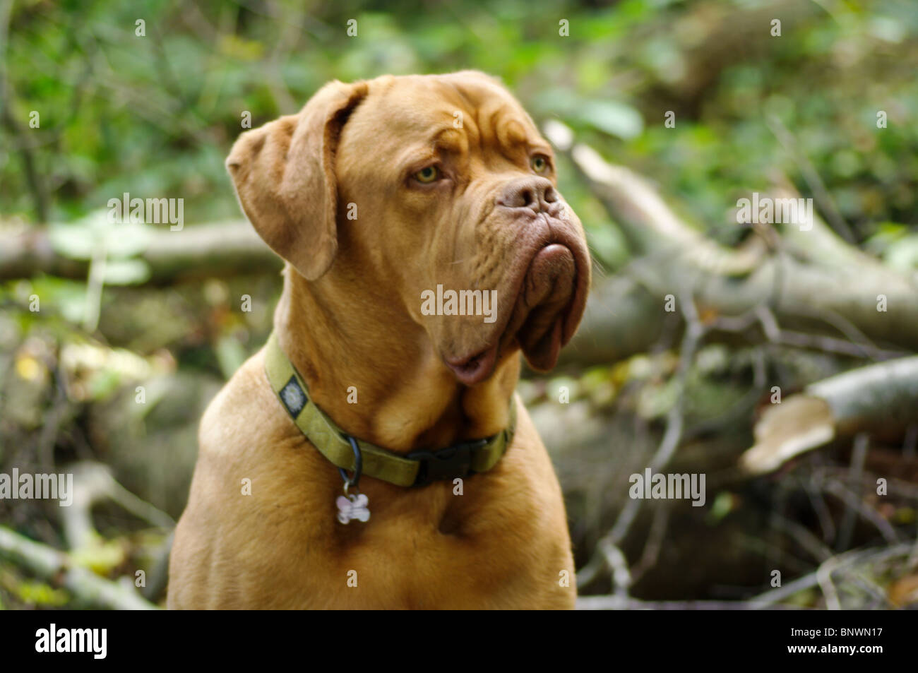 YOUNG MALE DOGUE DE BORDEAUX Stock Photo - Alamy