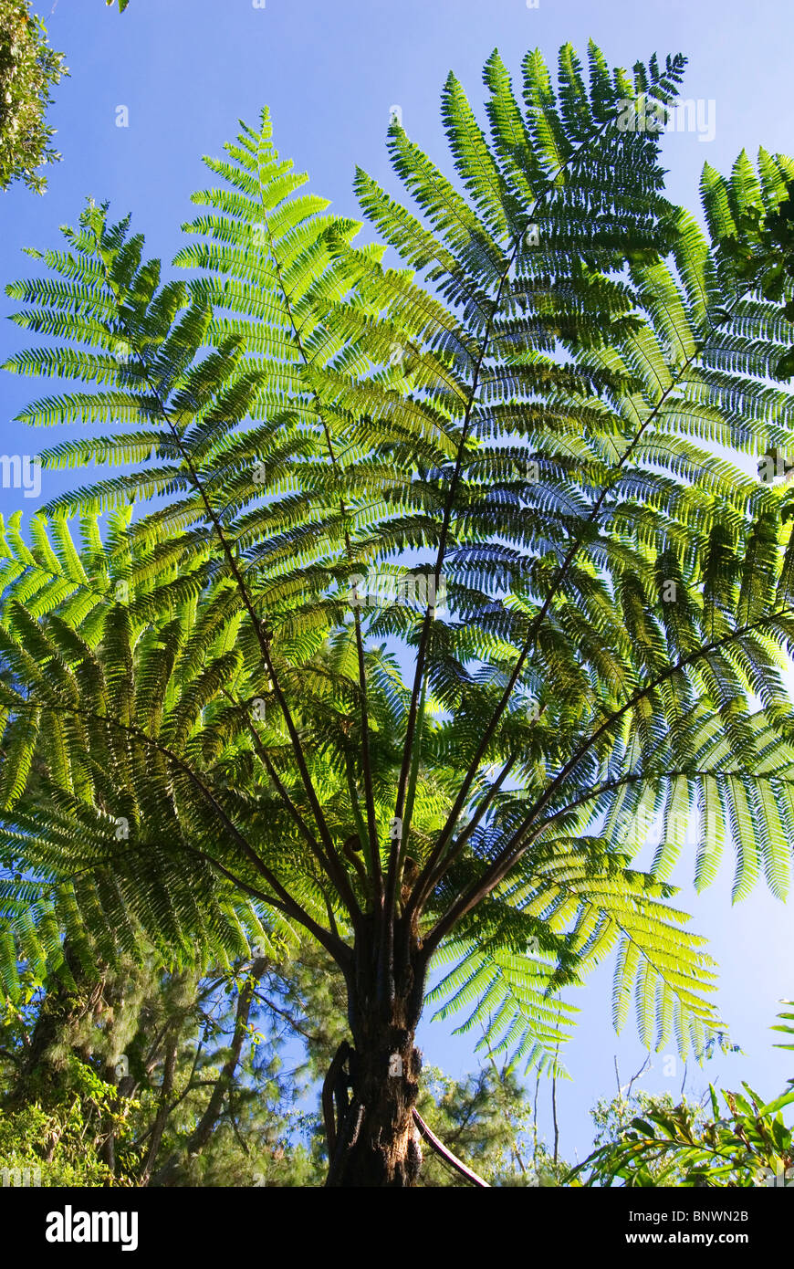 Fern tree at hill resort hi-res stock photography and images - Alamy
