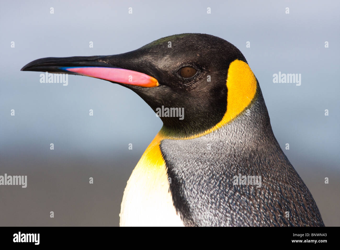 Profile king penguin hi-res stock photography and images - Alamy